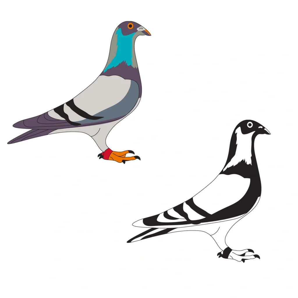 Pigeon - Rgembroiderydesigns